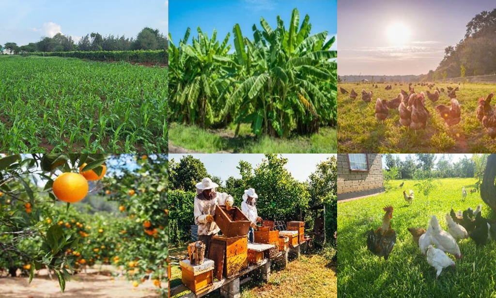 GK Royal Farms – Feeding the world with naturally delicious organic ...